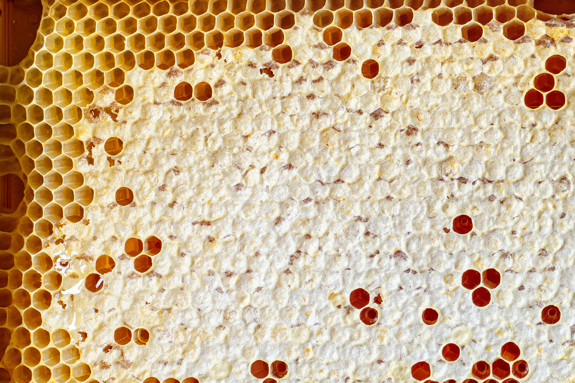 Paper Cell – Paper Cell